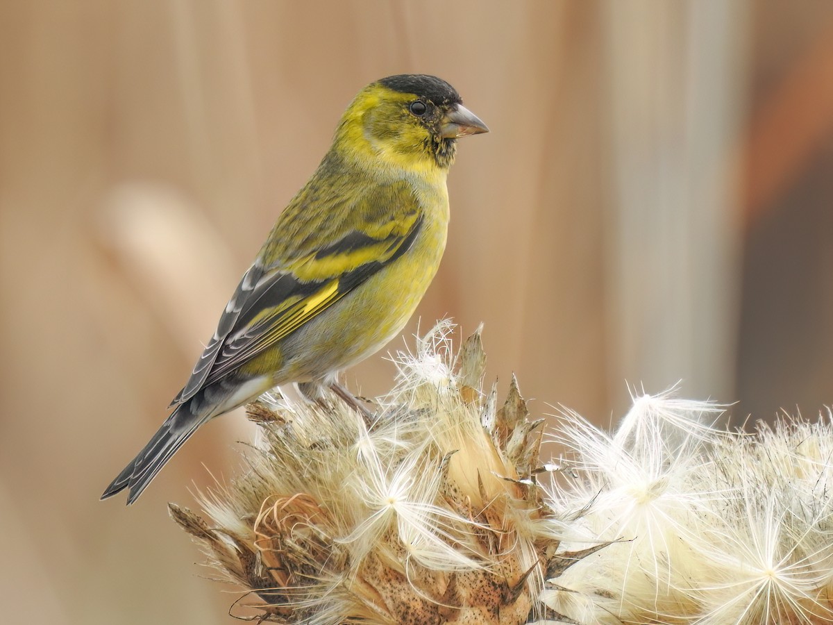 Black-chinned Siskin - Spinus barbatus - Birds of the World