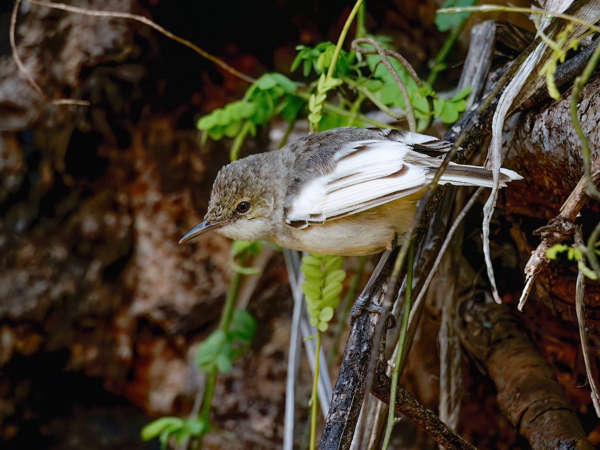 Pitcairn Reed Warbler - Acrocephalus vaughani - Birds of the World