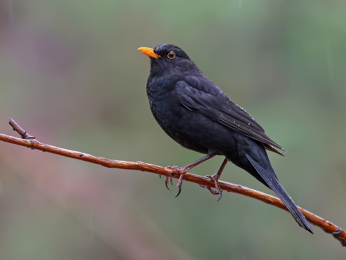 Eurasian Blackbird - Turdus merula - Birds of the World