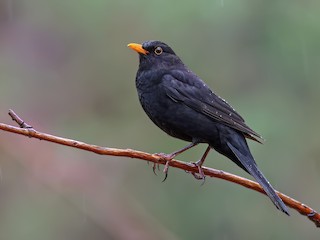 Eurasian Blackbird - Turdus merula - Birds of the World