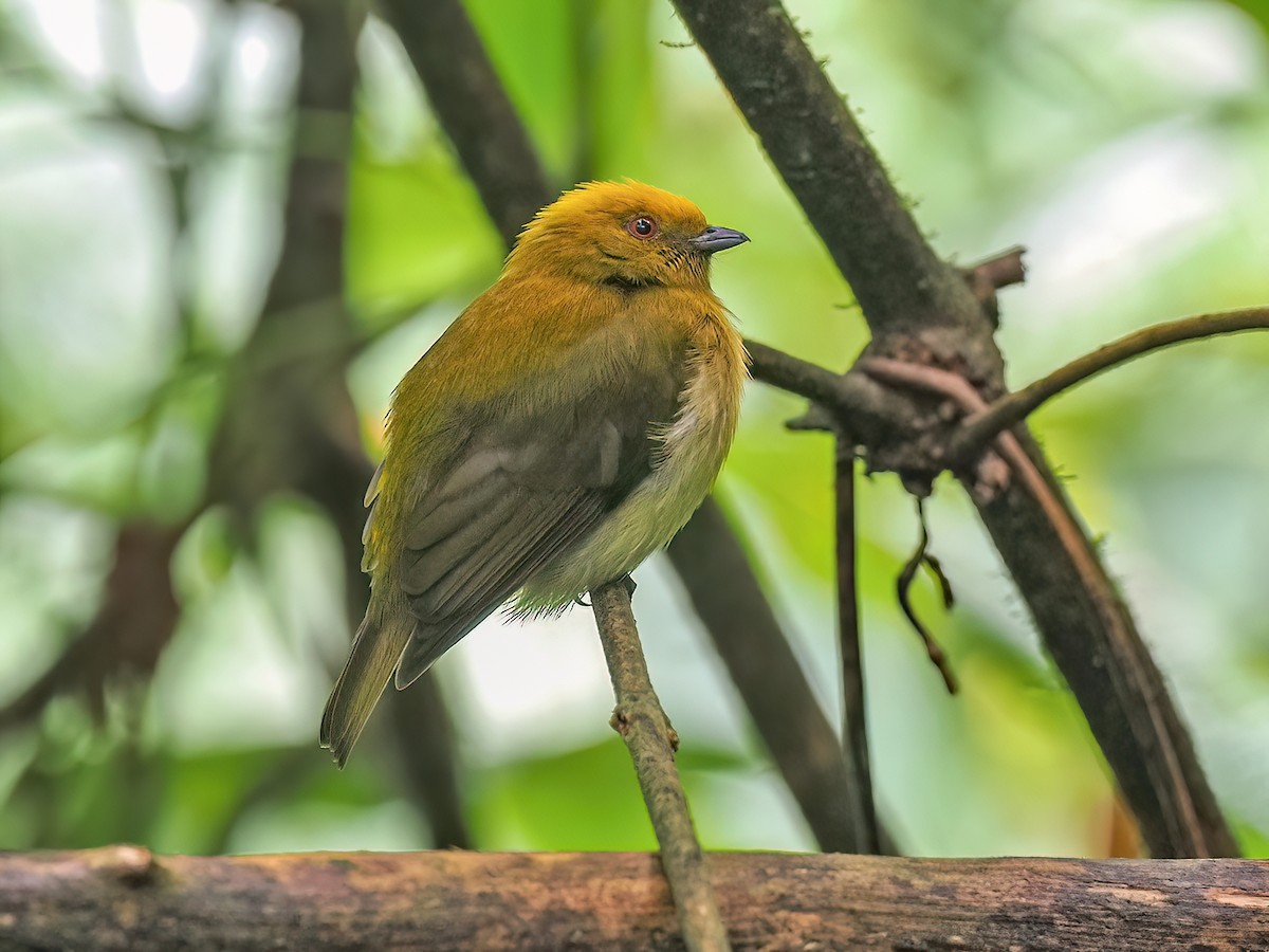 Yellow-headed Manakin - Chloropipo flavicapilla - Birds of the World