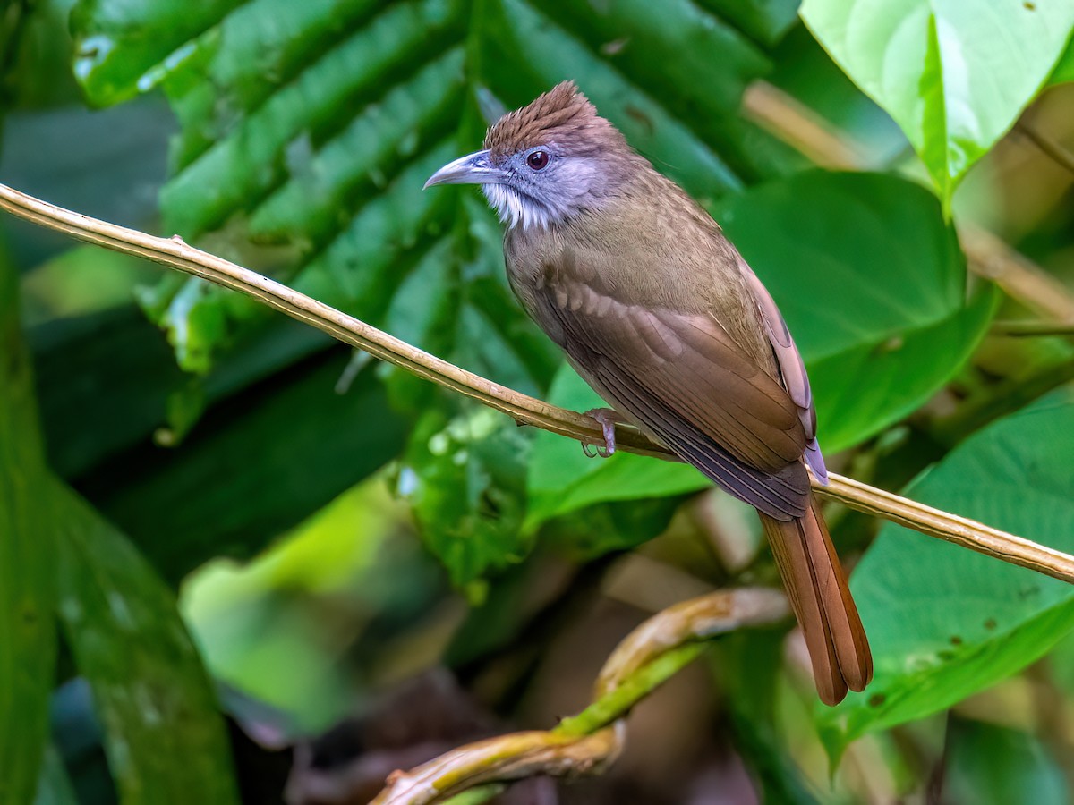 Gray-cheeked Bulbul - Alophoixus tephrogenys - Birds of the World
