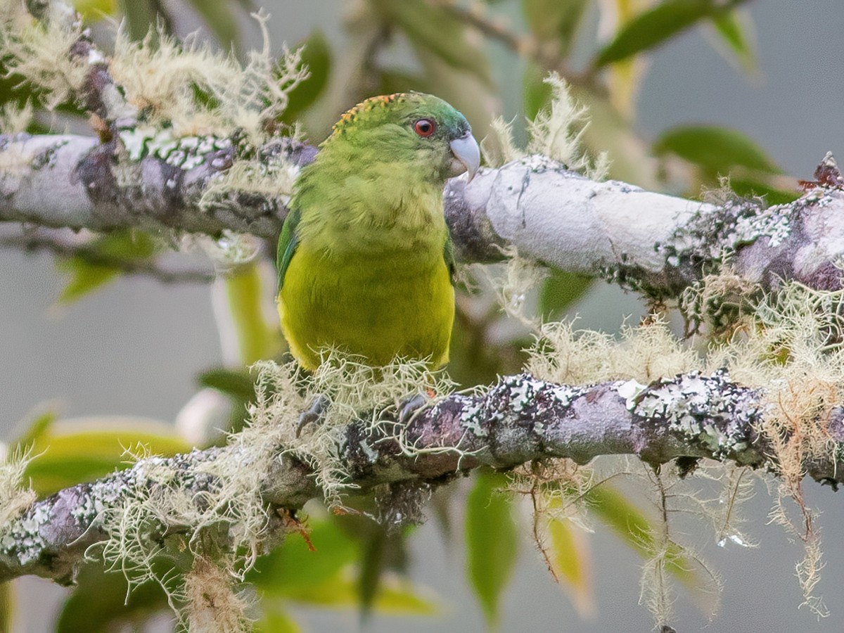 Madarasz's Tiger-Parrot - Psittacella madaraszi - Birds of the World
