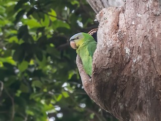Black-lored Parrot - Tanygnathus gramineus - Birds of the World