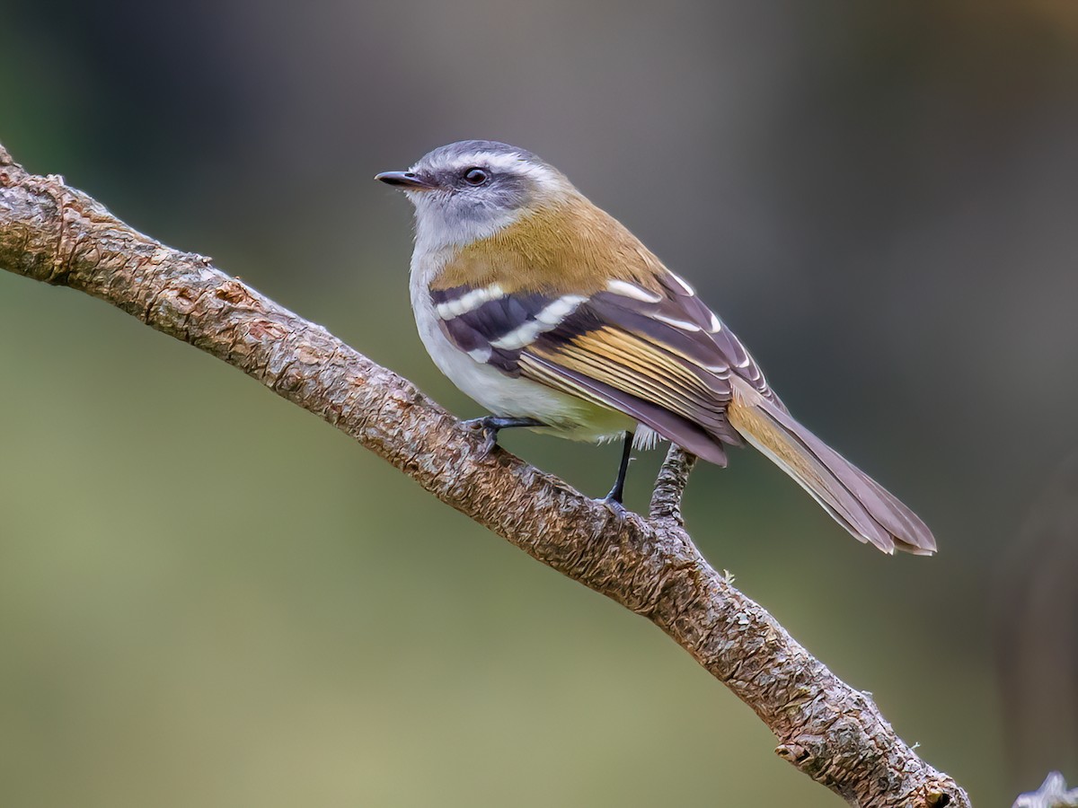 White-banded Tyrannulet - Mecocerculus stictopterus - Birds of the World