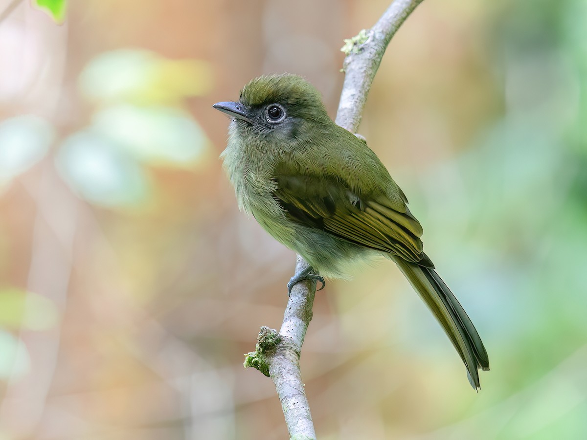Eye-ringed Flatbill - Rhynchocyclus brevirostris - Birds of the World