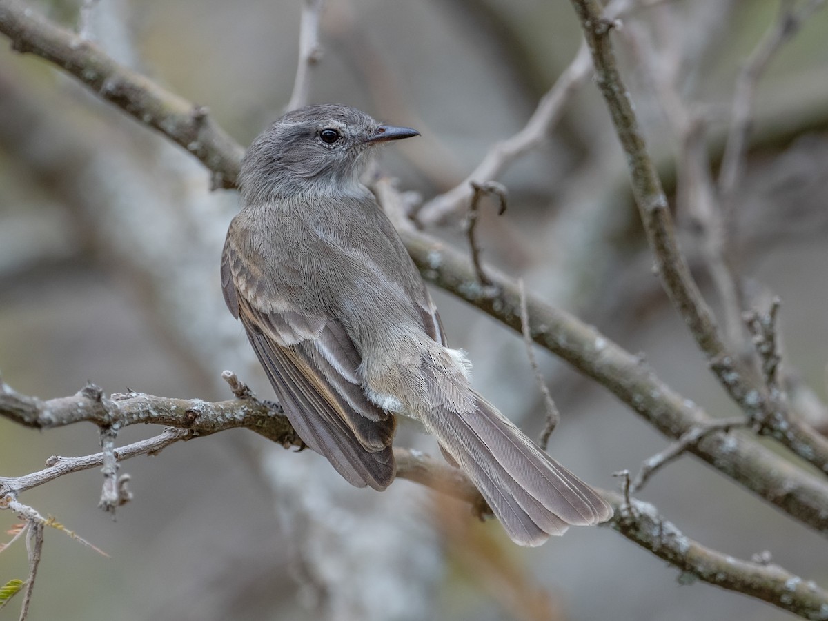 Marañon Tyrannulet - Nesotriccus maranonicus - Birds of the World