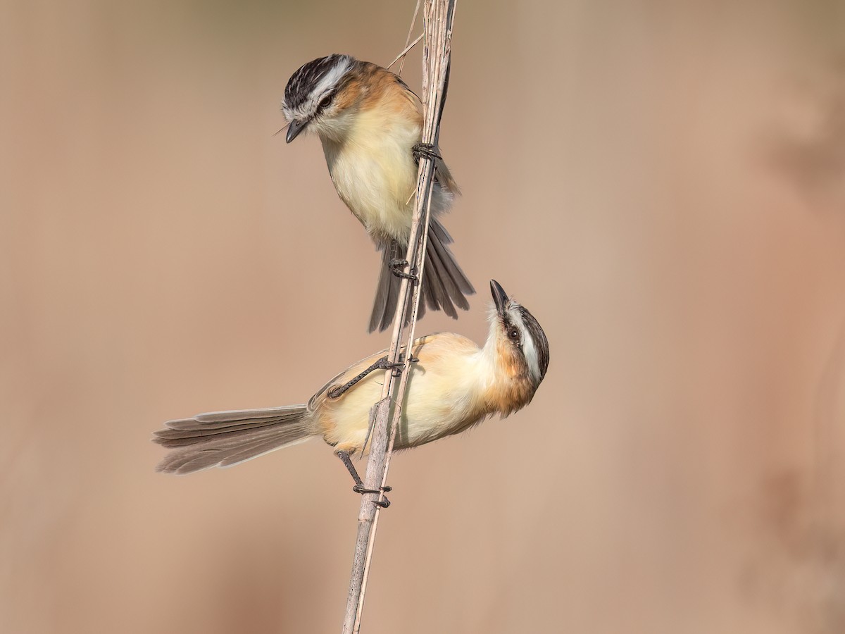 Sharp-tailed Tyrant - Culicivora caudacuta - Birds of the World