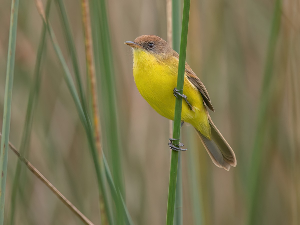 Ticking Doradito - Pseudocolopteryx citreola - Birds of the World
