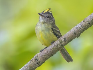 Forest Elaenia - Myiopagis gaimardii - Birds of the World