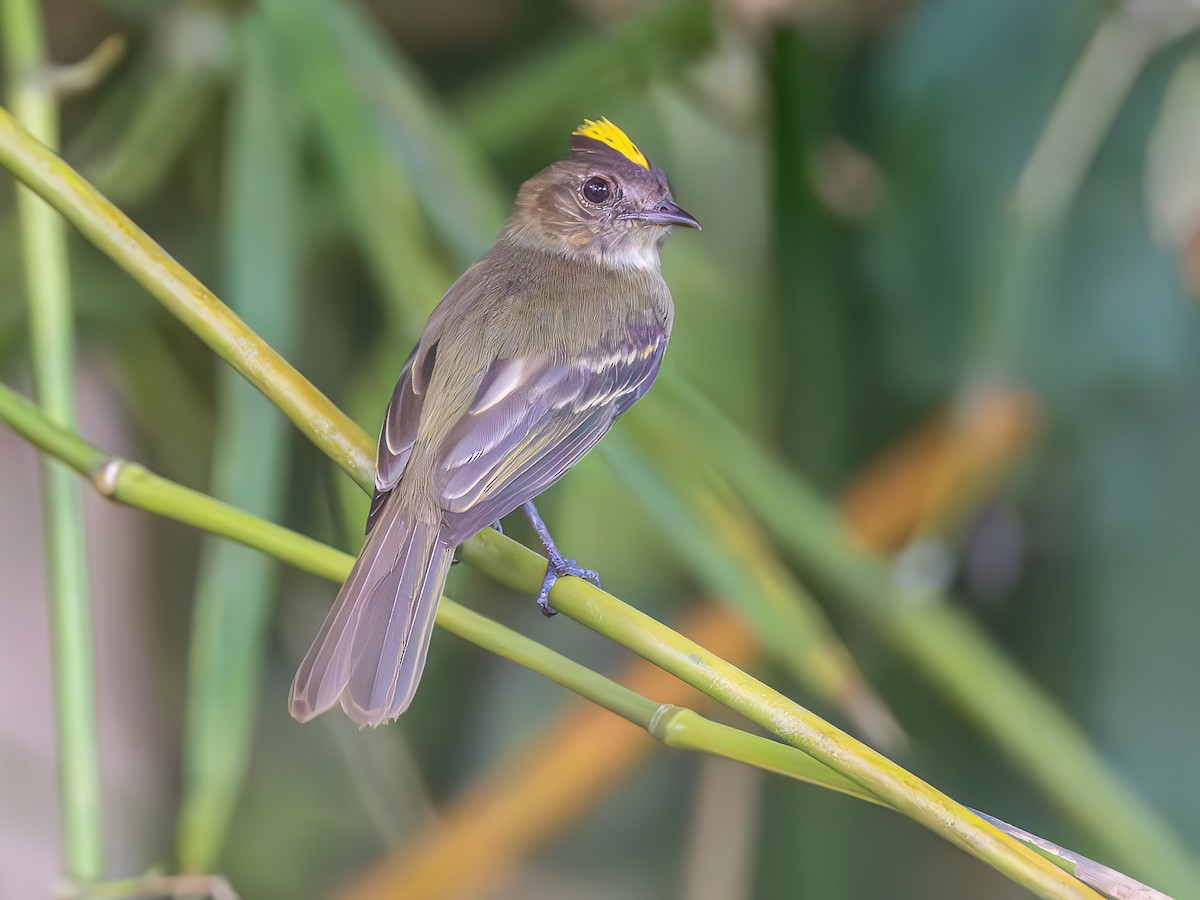 Yellow-crowned Elaenia - Myiopagis flavivertex - Birds of the World