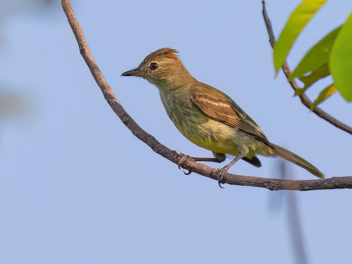 Rufous-crowned Elaenia - Elaenia ruficeps - Birds of the World