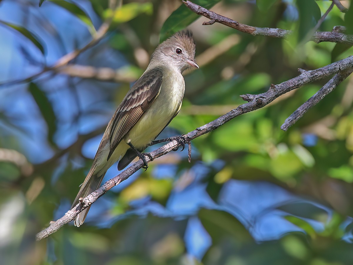 Yellow-bellied Elaenia - Elaenia flavogaster - Birds of the World