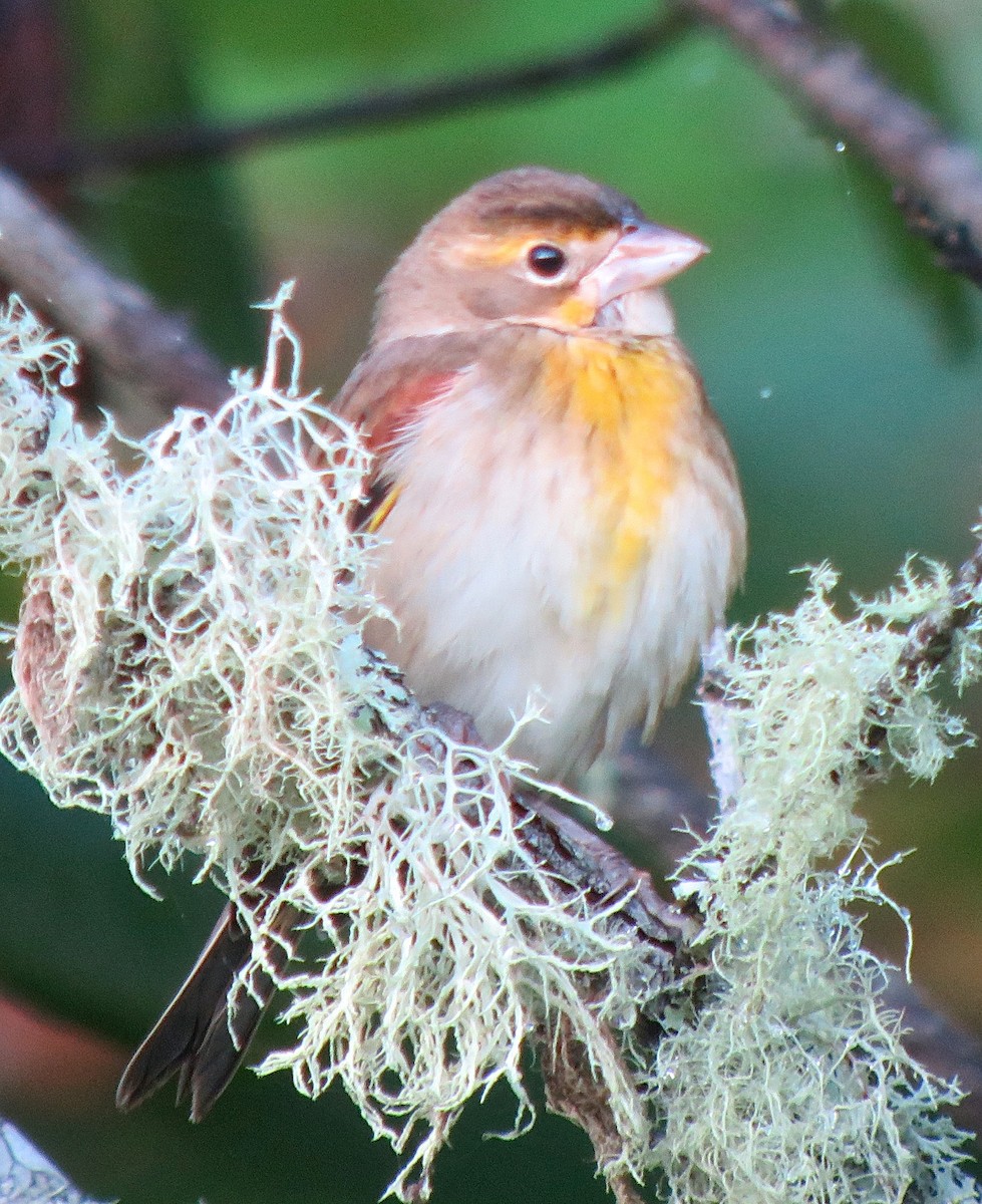 eBird Checklist - 30 Sep 2014 - Mad River Fish Hatchery - 24 species