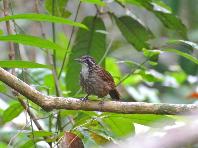 Large Wren-Babbler - Turdinus macrodactylus - Birds of the World
