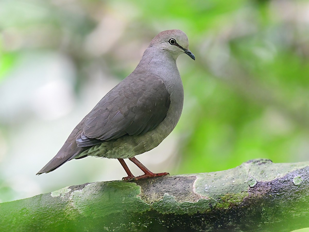Gray-chested Dove - Leptotila cassinii - Birds of the World