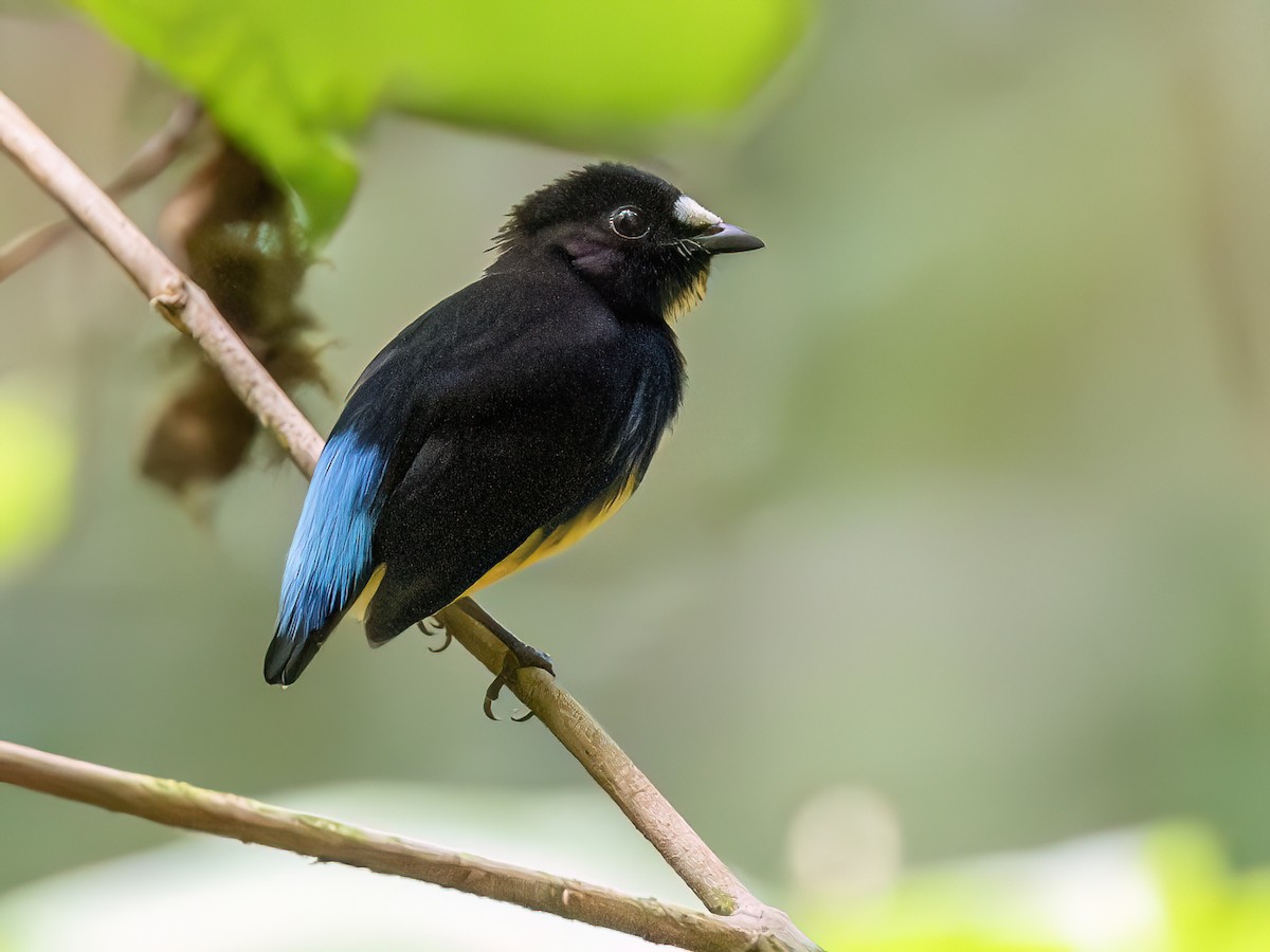 White-fronted Manakin - Lepidothrix serena - Birds of the World