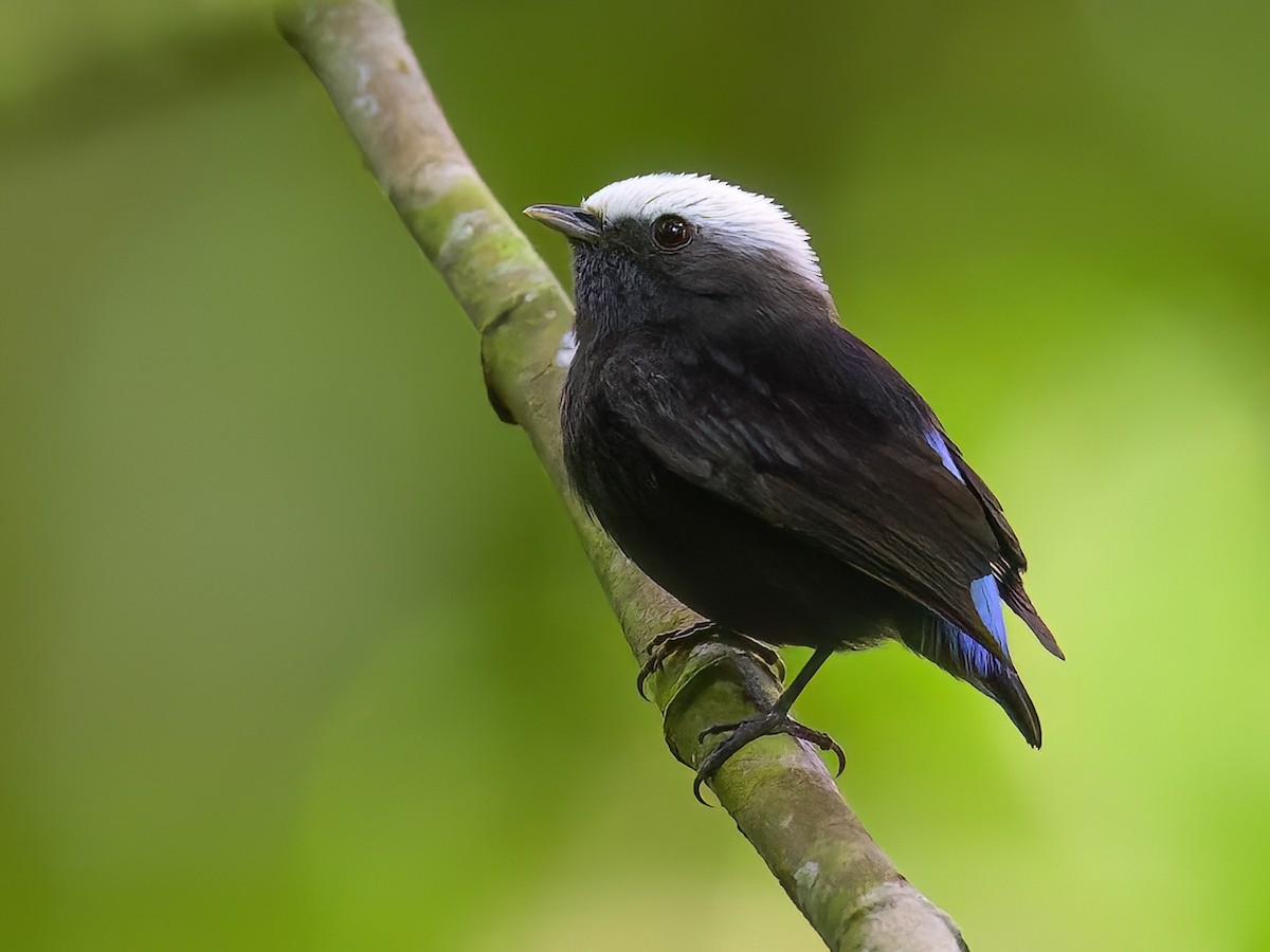 Blue-rumped Manakin - Lepidothrix isidorei - Birds of the World