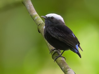 Blue-rumped Manakin - Lepidothrix isidorei - Birds of the World