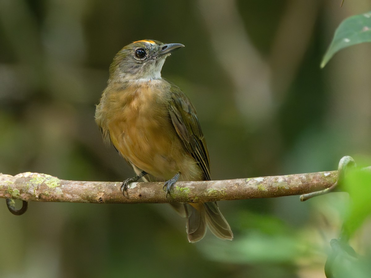 Orange-crowned Manakin - Heterocercus aurantiivertex - Birds of the World