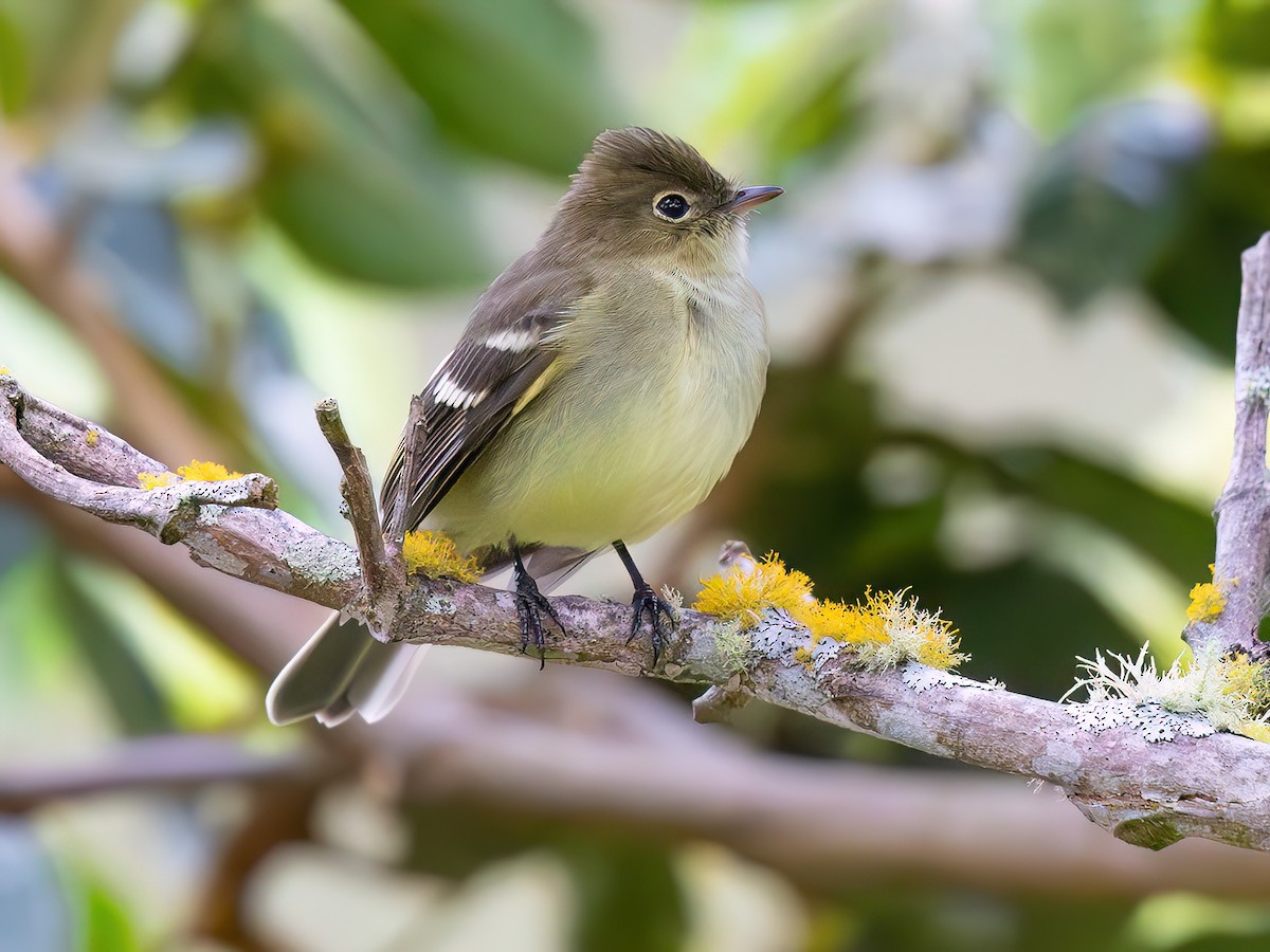 Sierran Elaenia - Elaenia pallatangae - Birds of the World