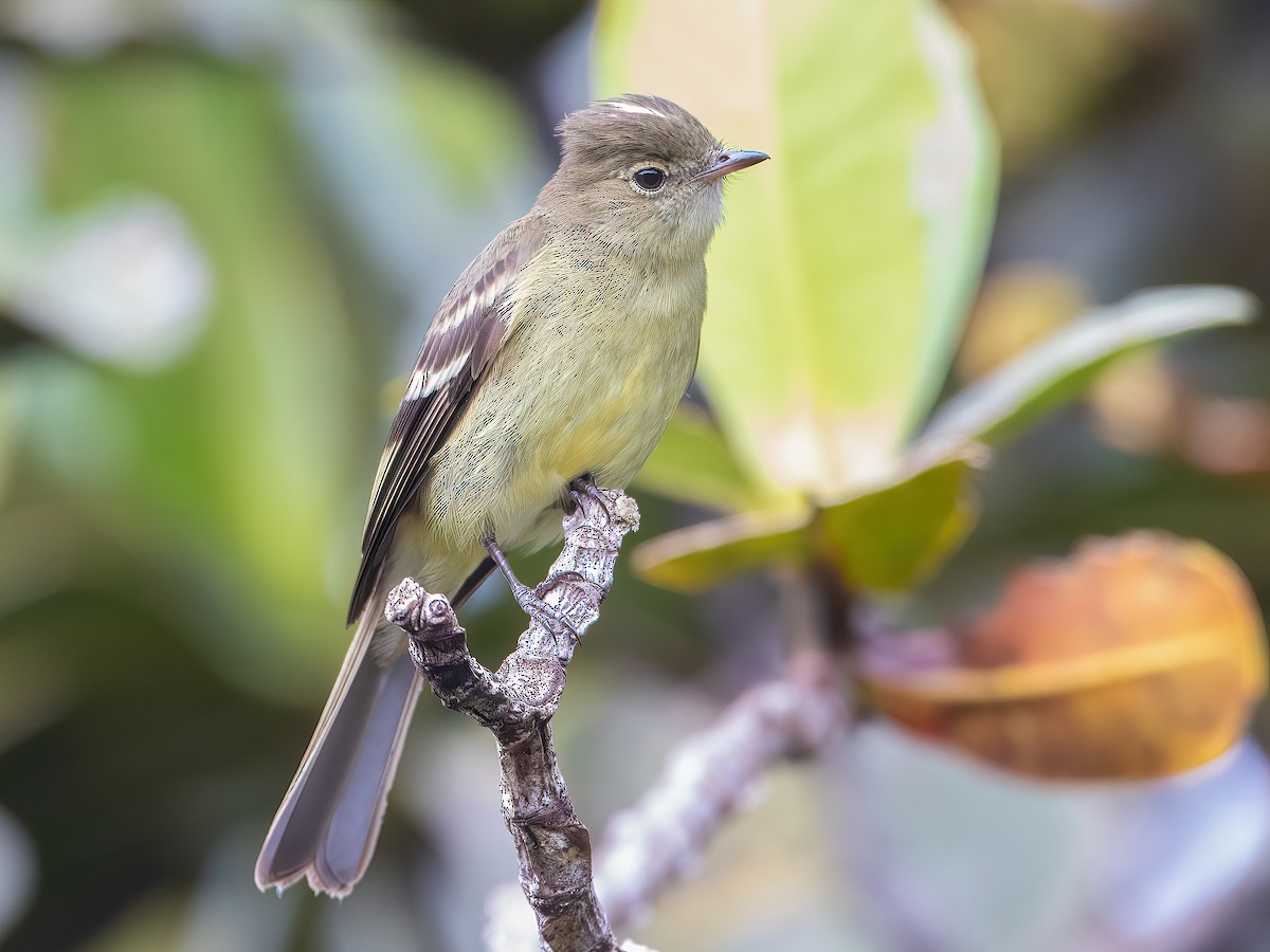 Tepui Elaenia - Elaenia olivina - Birds of the World