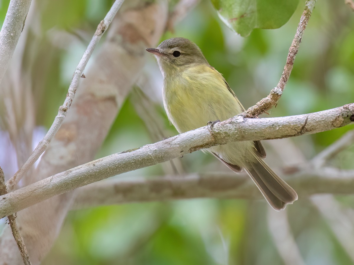 Reiser's Tyrannulet - Phyllomyias reiseri - Birds of the World