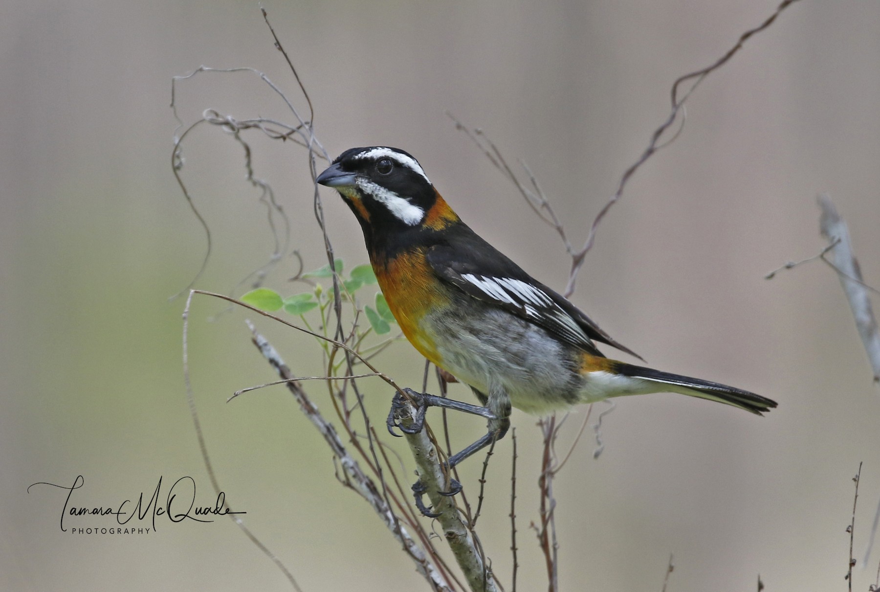 Western Spindalis (Bahamas Black-backed) - eBird