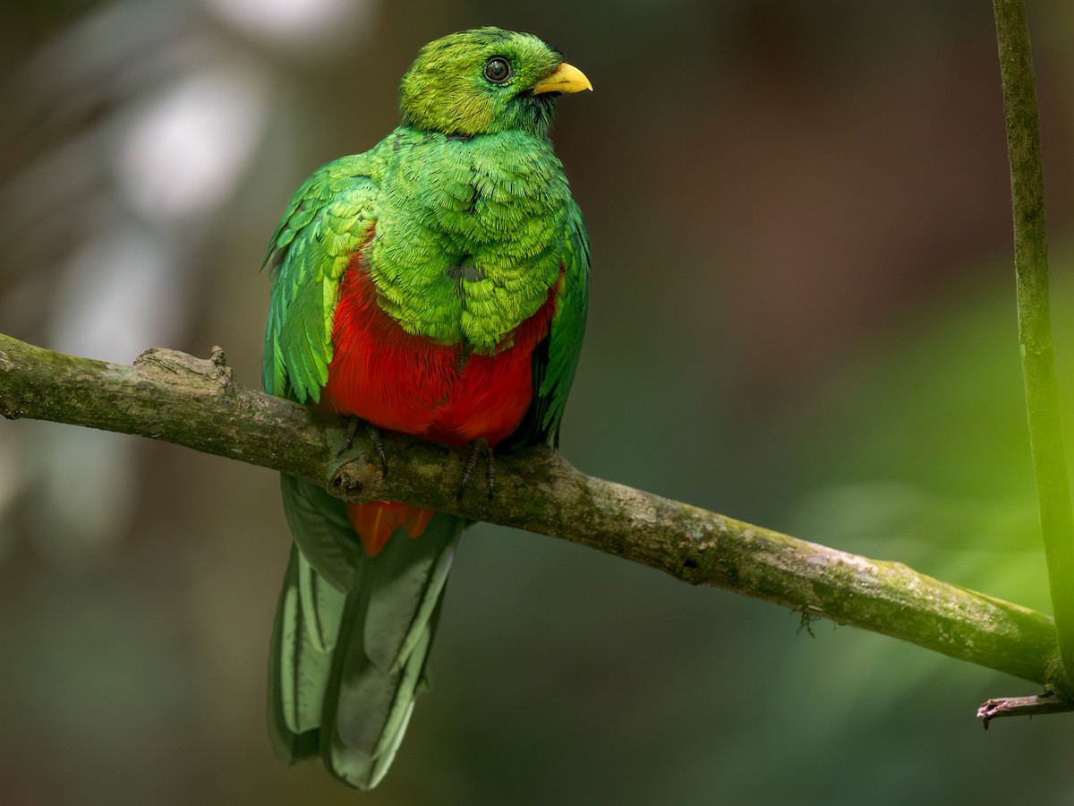 White-tipped Quetzal - Pharomachrus fulgidus - Birds of the World