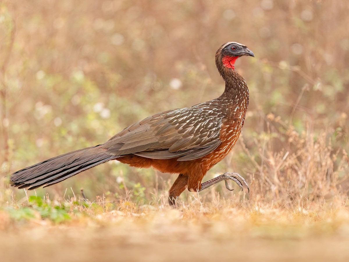 Chestnut-bellied Guan - Penelope ochrogaster - Birds of the World