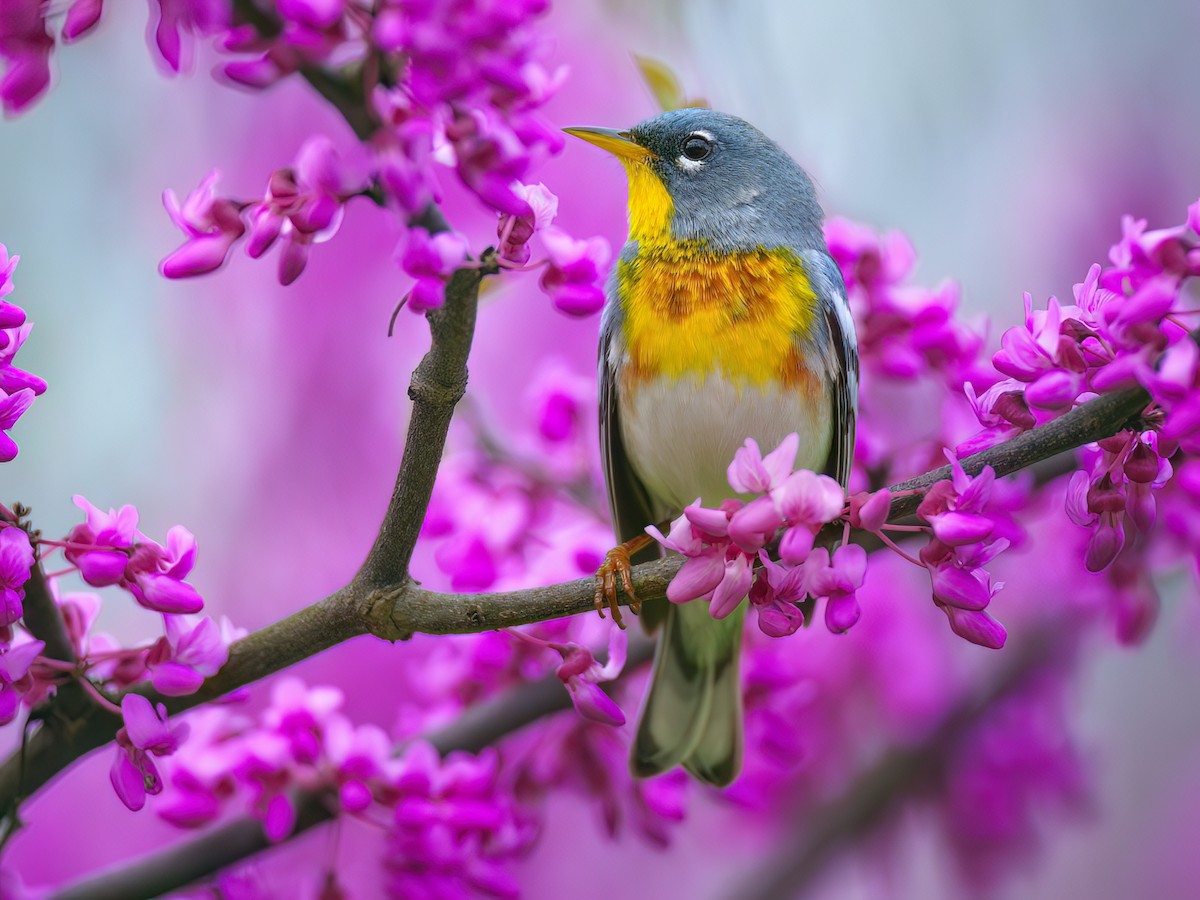 Northern Parula - Setophaga americana - Birds of the World