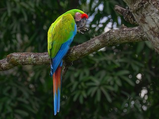 Military Macaw - Ara militaris - Birds of the World