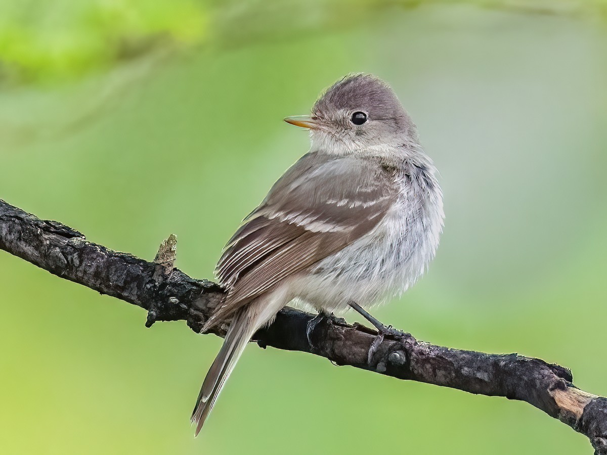 Gray Flycatcher - Empidonax wrightii - Birds of the World