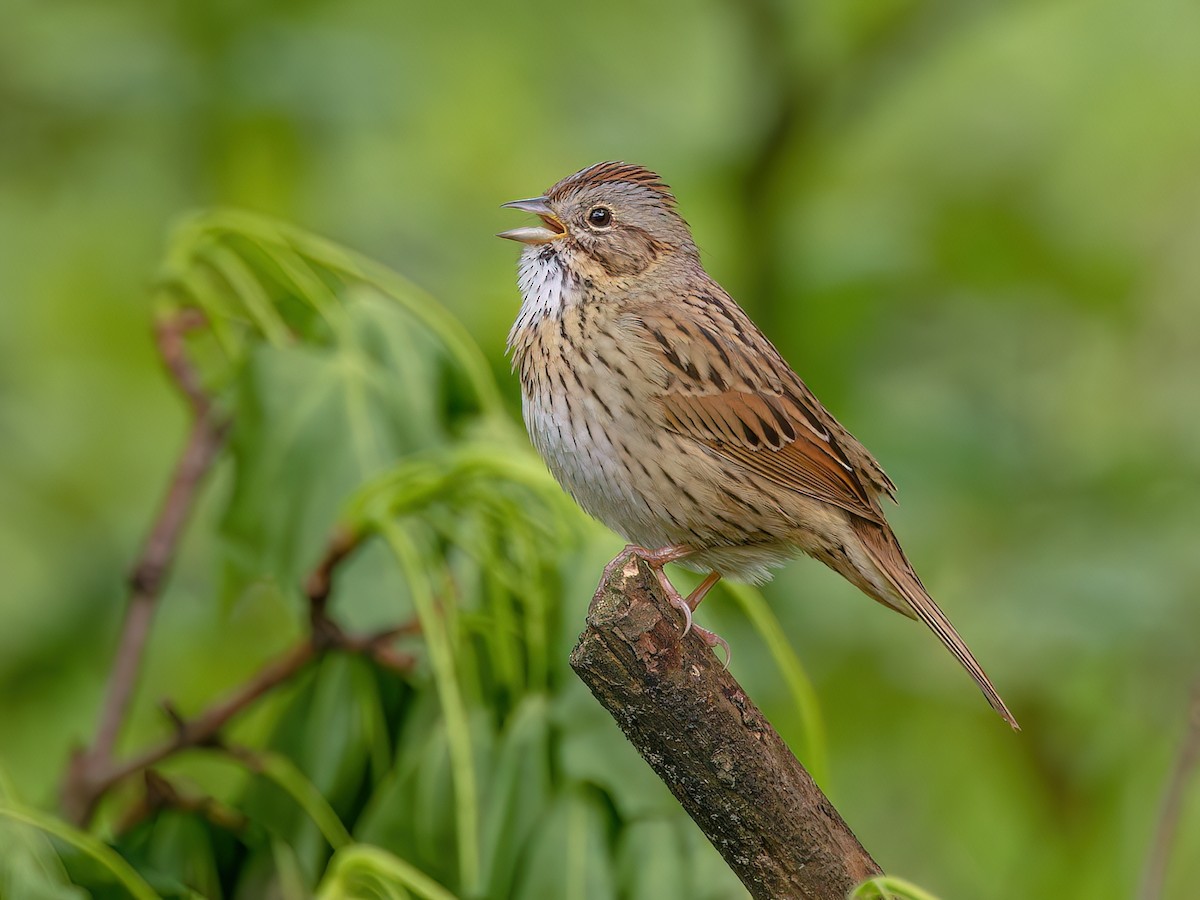 Lincoln's Sparrow - Melospiza lincolnii - Birds of the World