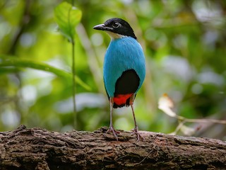 Azure-breasted Pitta - Pitta steerii - Birds of the World