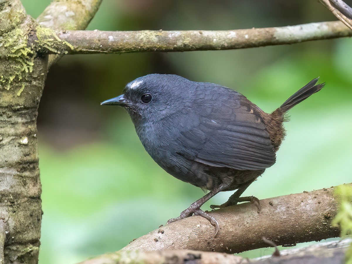 Santa Marta Tapaculo - Scytalopus sanctaemartae - Birds of the World