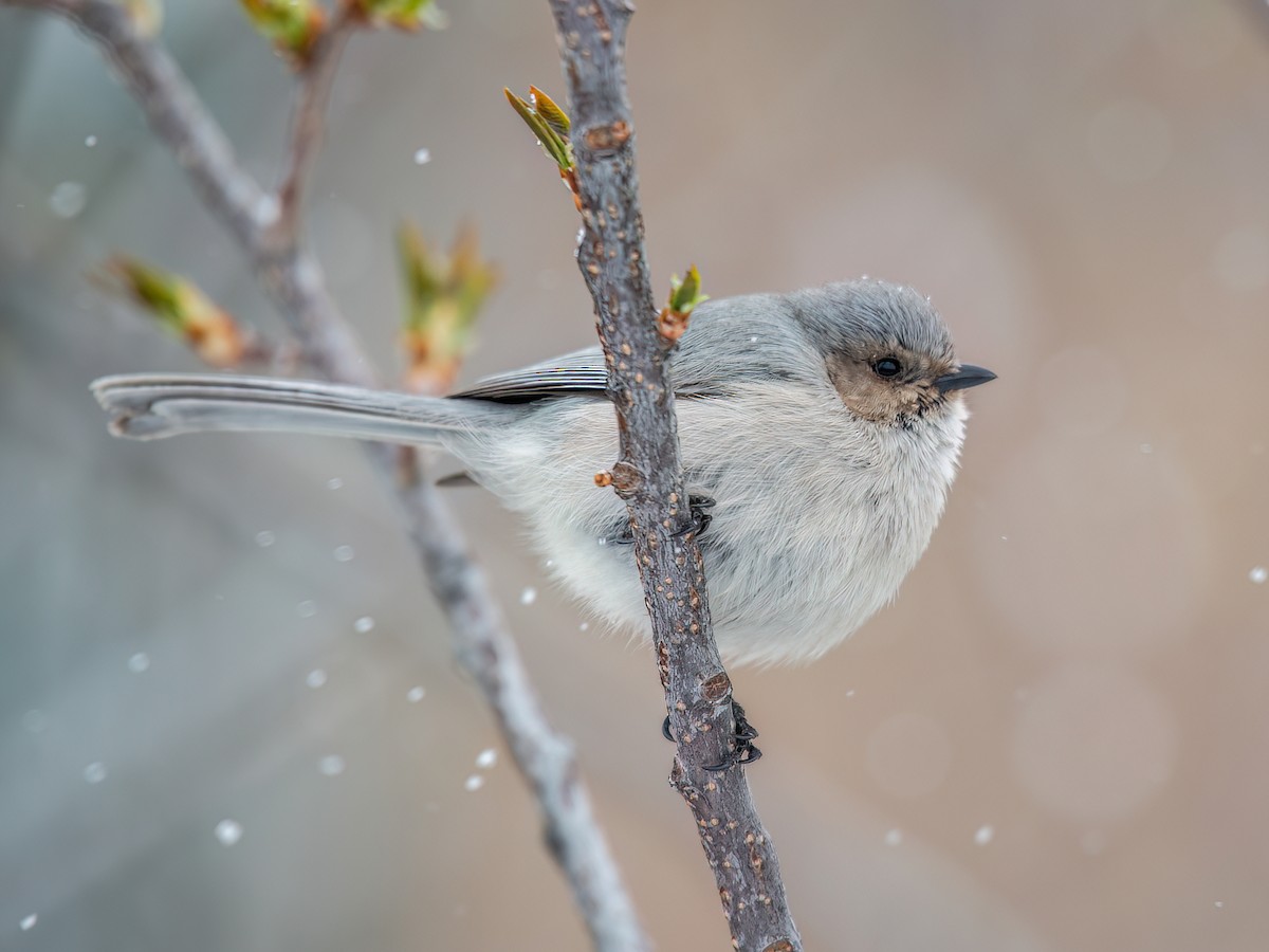 Bushtit - Psaltriparus minimus - Birds of the World