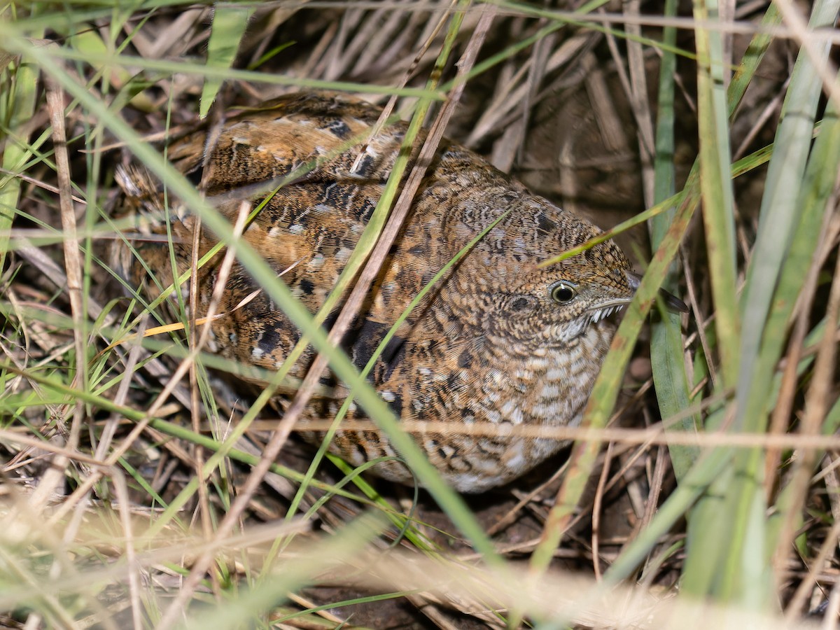 Dwarf Tinamou - Taoniscus nanus - Birds of the World