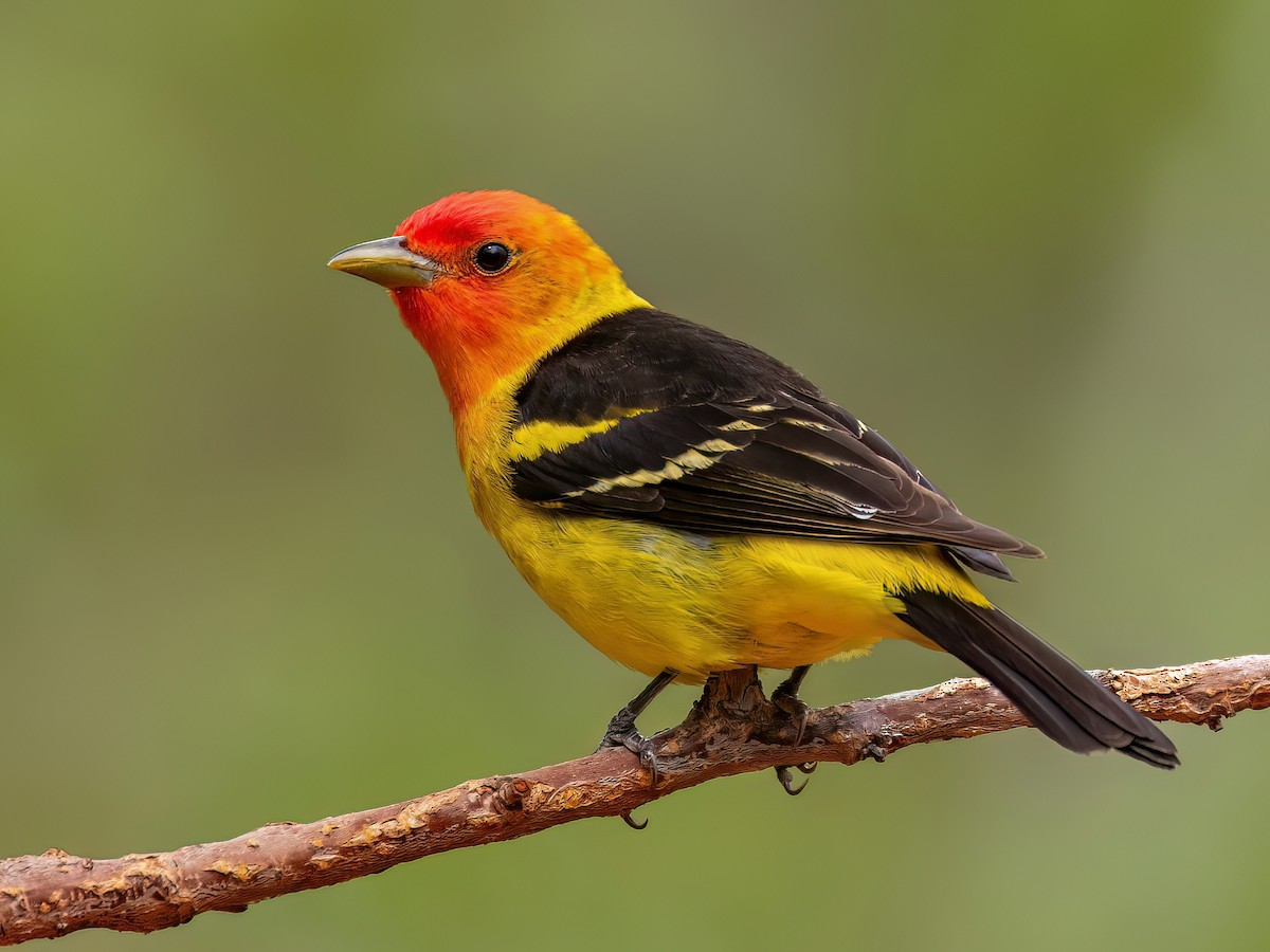Western Tanager - Piranga ludoviciana - Birds of the World