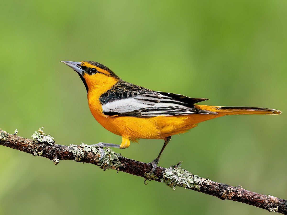 Bullock's Oriole - Icterus bullockii - Birds of the World