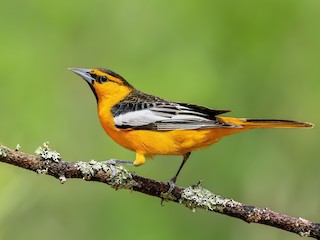 Bullock's Oriole - Icterus bullockii - Birds of the World