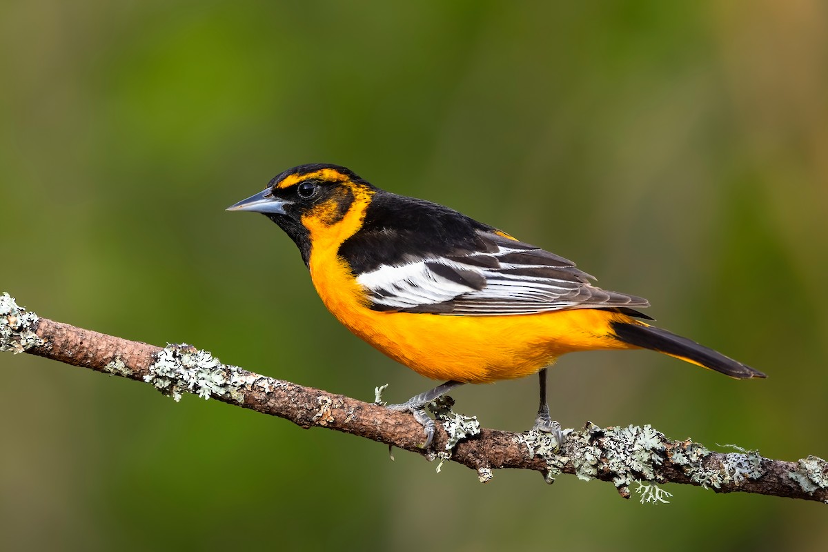 Bullock's x Baltimore Oriole (hybrid) - eBird