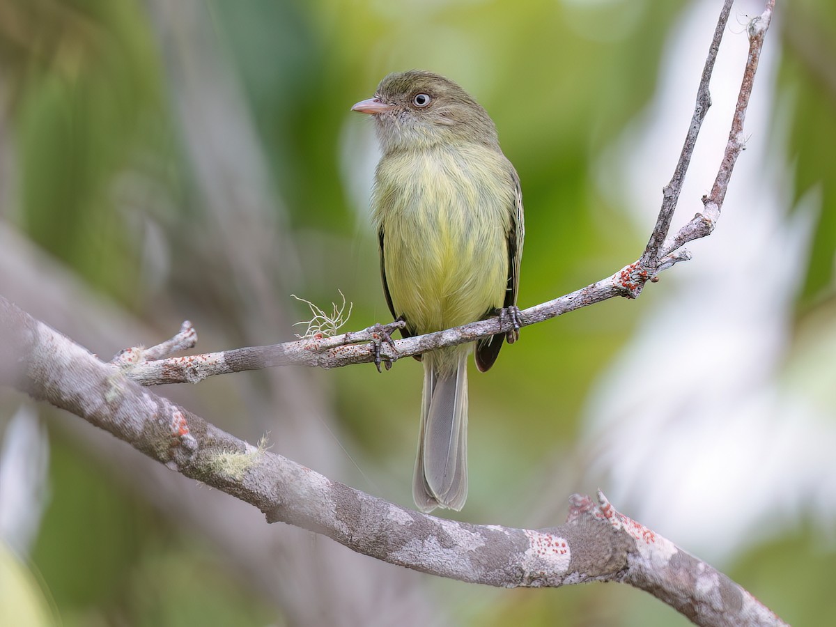 Mishana Tyrannulet - Zimmerius villarejoi - Birds of the World