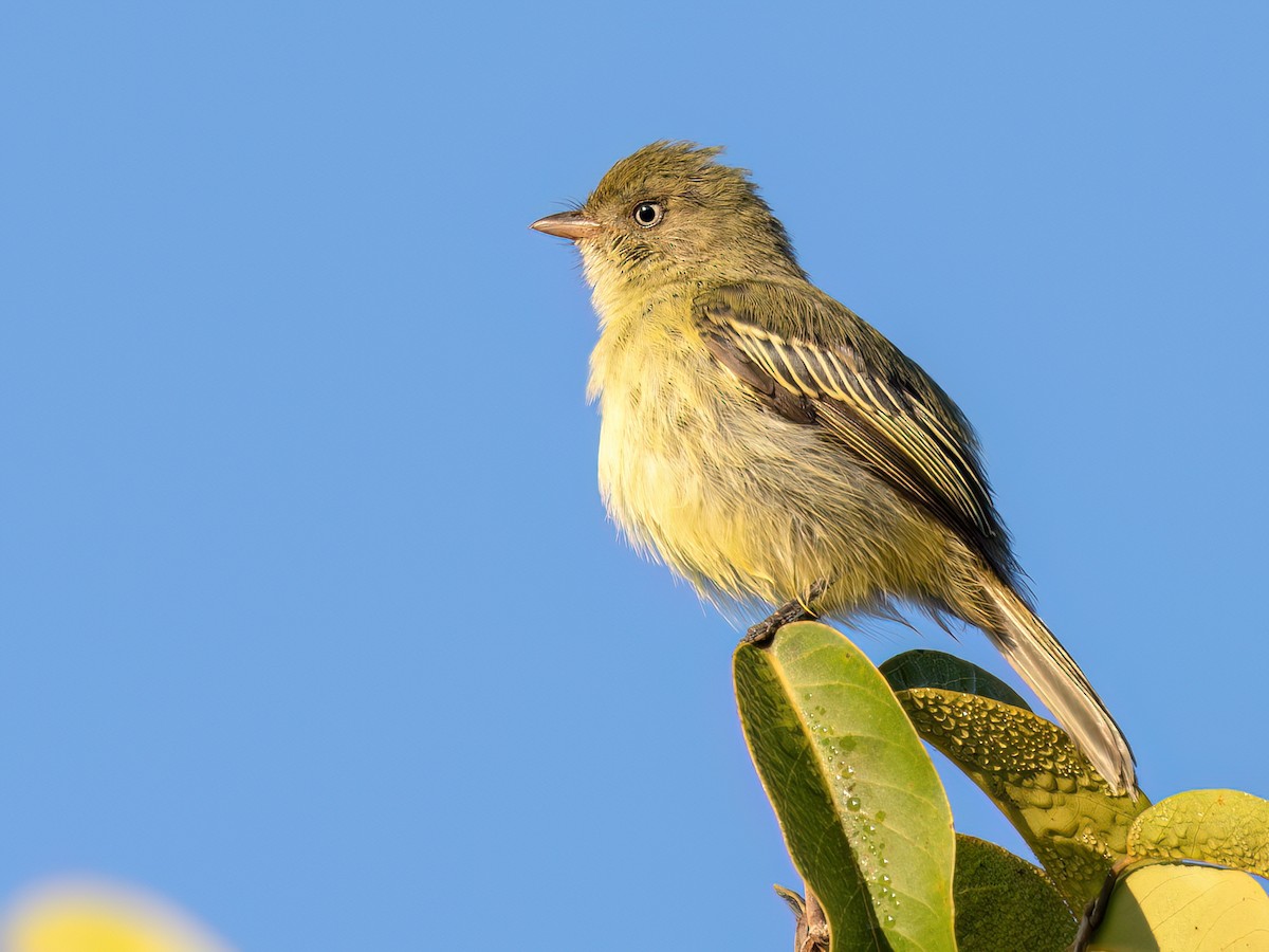Chico's Tyrannulet - Zimmerius chicomendesi - Birds of the World