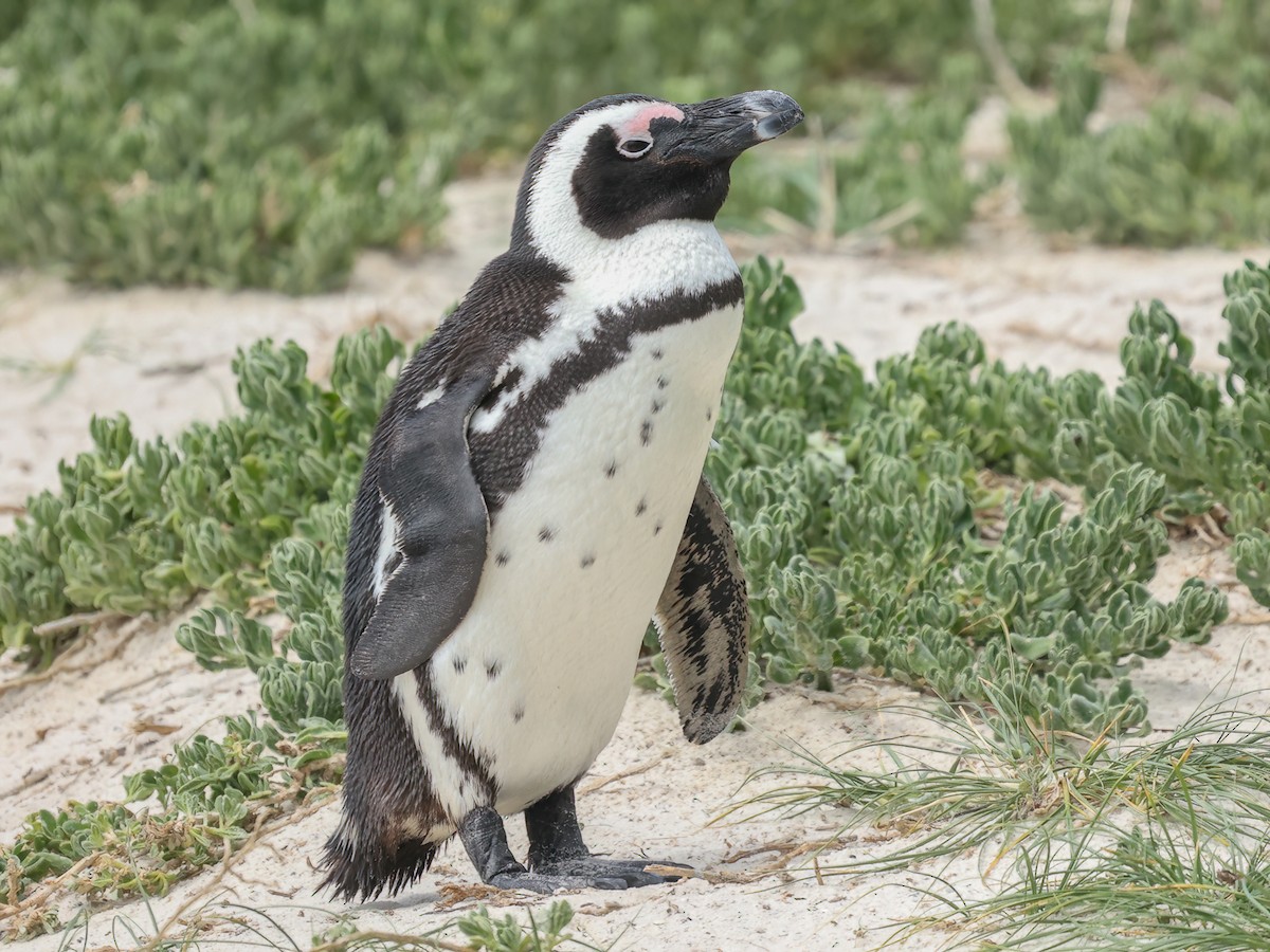 African Penguin - Spheniscus demersus - Birds of the World