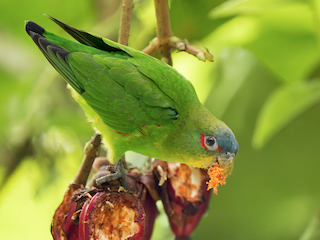 Blue-fronted Parrotlet - Touit dilectissimus - Birds of the World