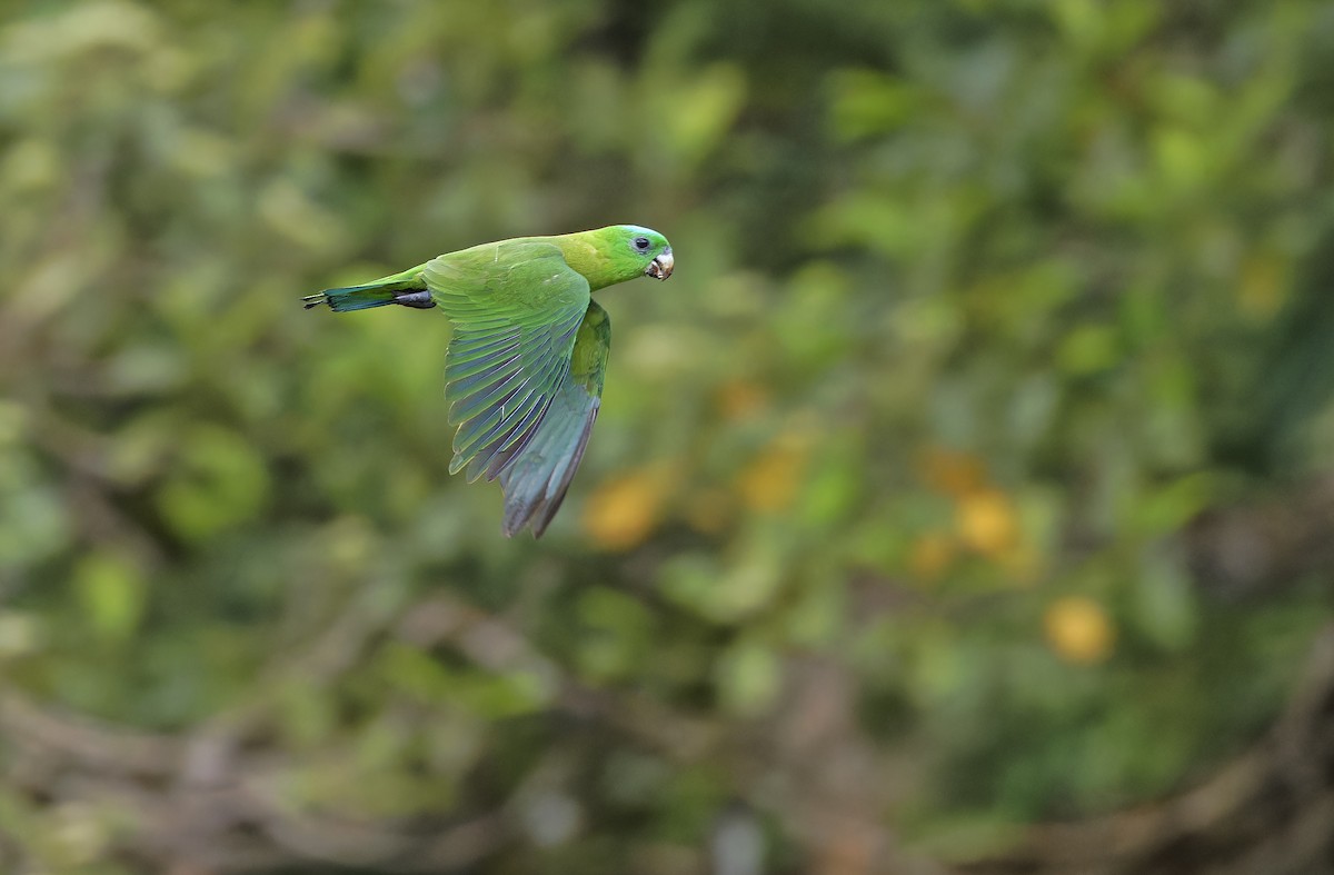 Blue-crowned Racquet-tail (Blue-crowned) - eBird