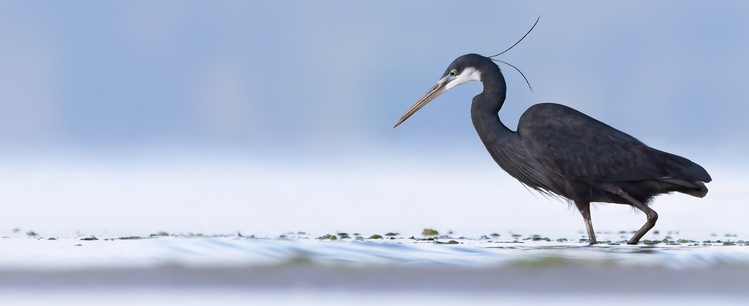 Birds of the World - Cornell Lab of Ornithology