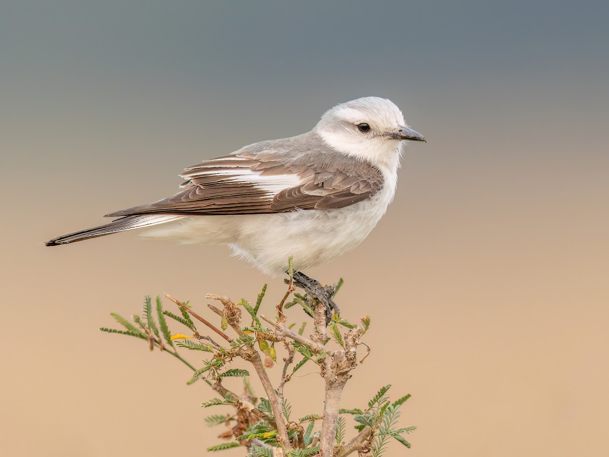 White-rumped Monjita - Xolmis velatus - Birds of the World