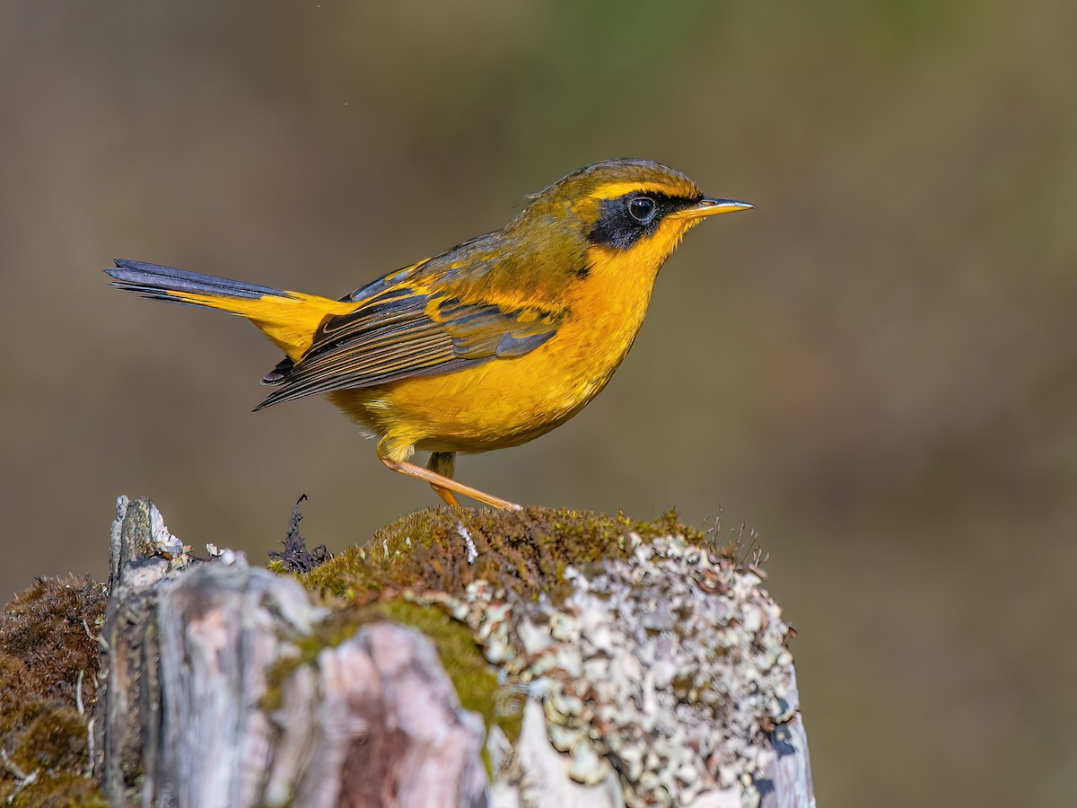 Golden Bush-Robin - Tarsiger chrysaeus - Birds of the World